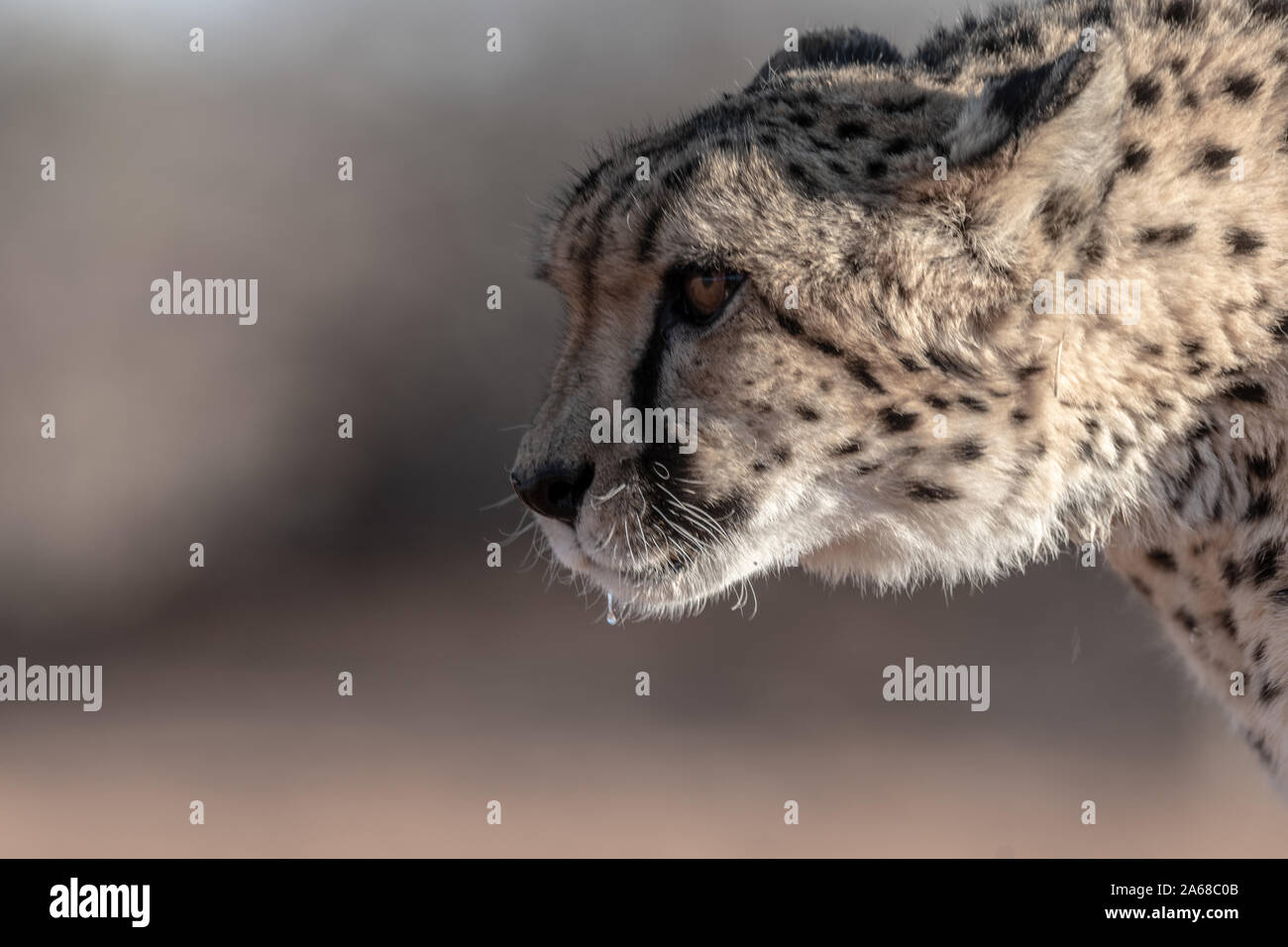 The famous cheetah of Namibia, africa Stock Photo - Alamy