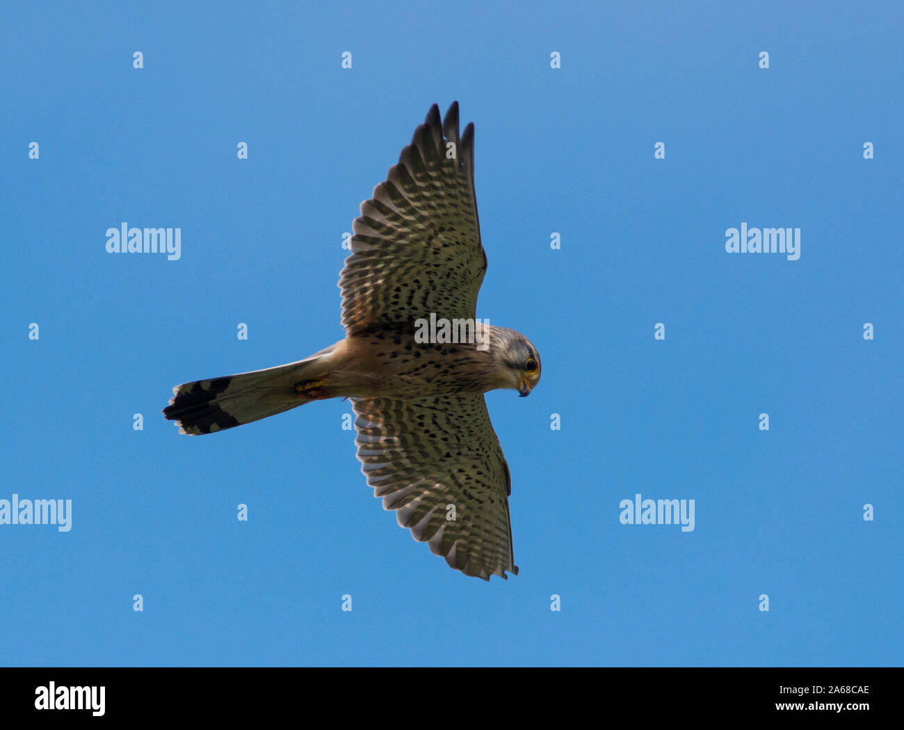 Eurasian kestrel hi-res stock photography and images - Alamy