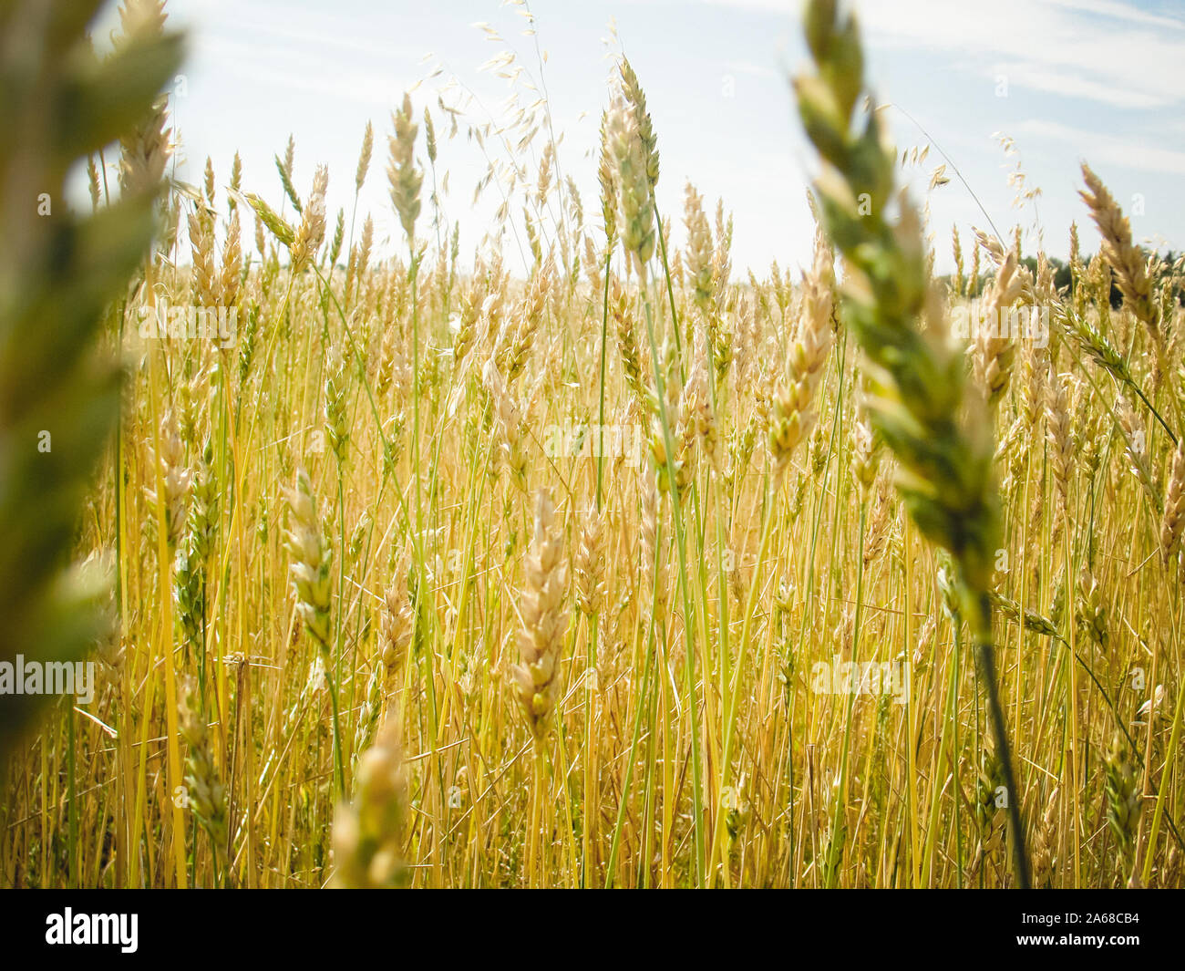 Wheat field and yellow harvest Crop of cereals Stock Photo - Alamy