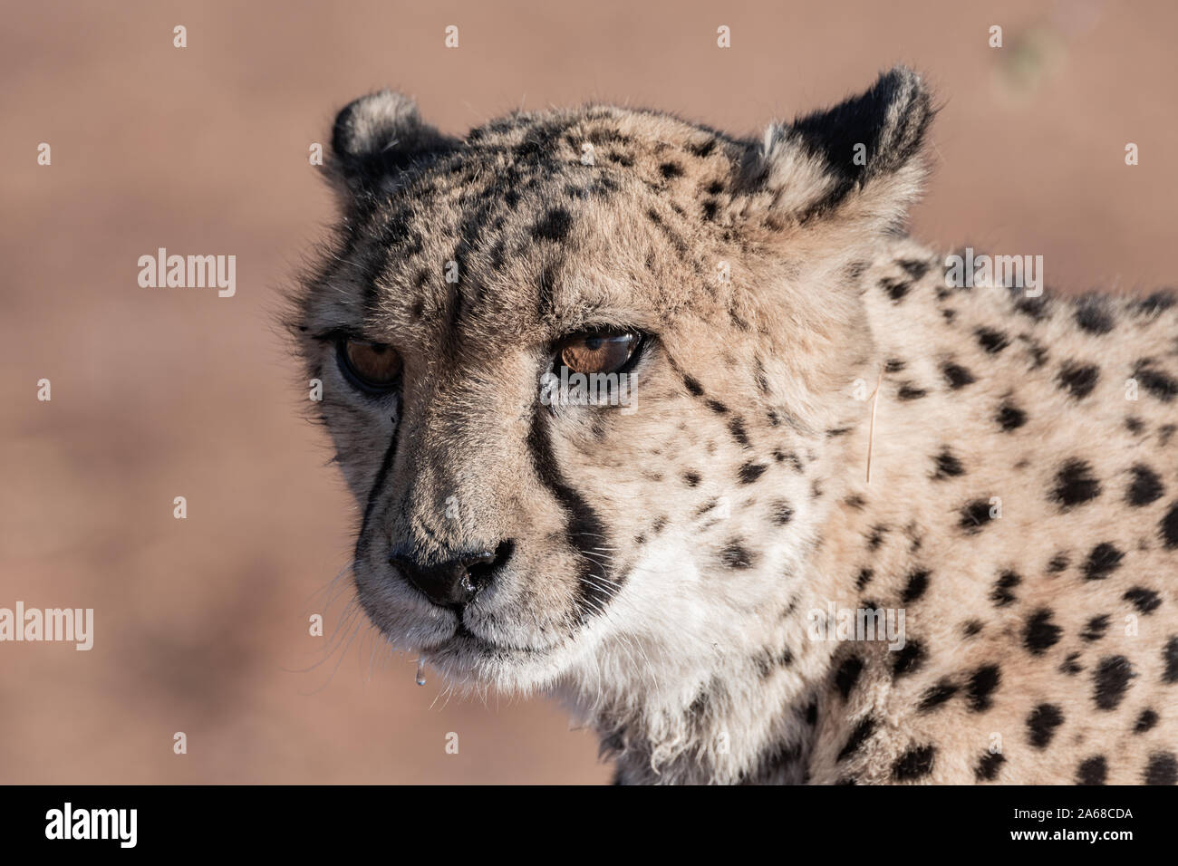 The famous cheetah of Namibia, africa Stock Photo - Alamy