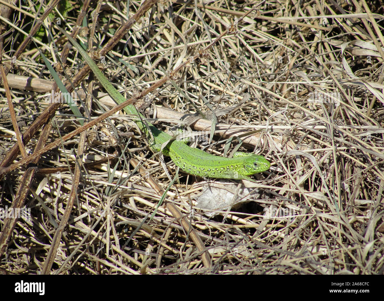 Green lizard on grass in forest of Siberia Stock Photo - Alamy