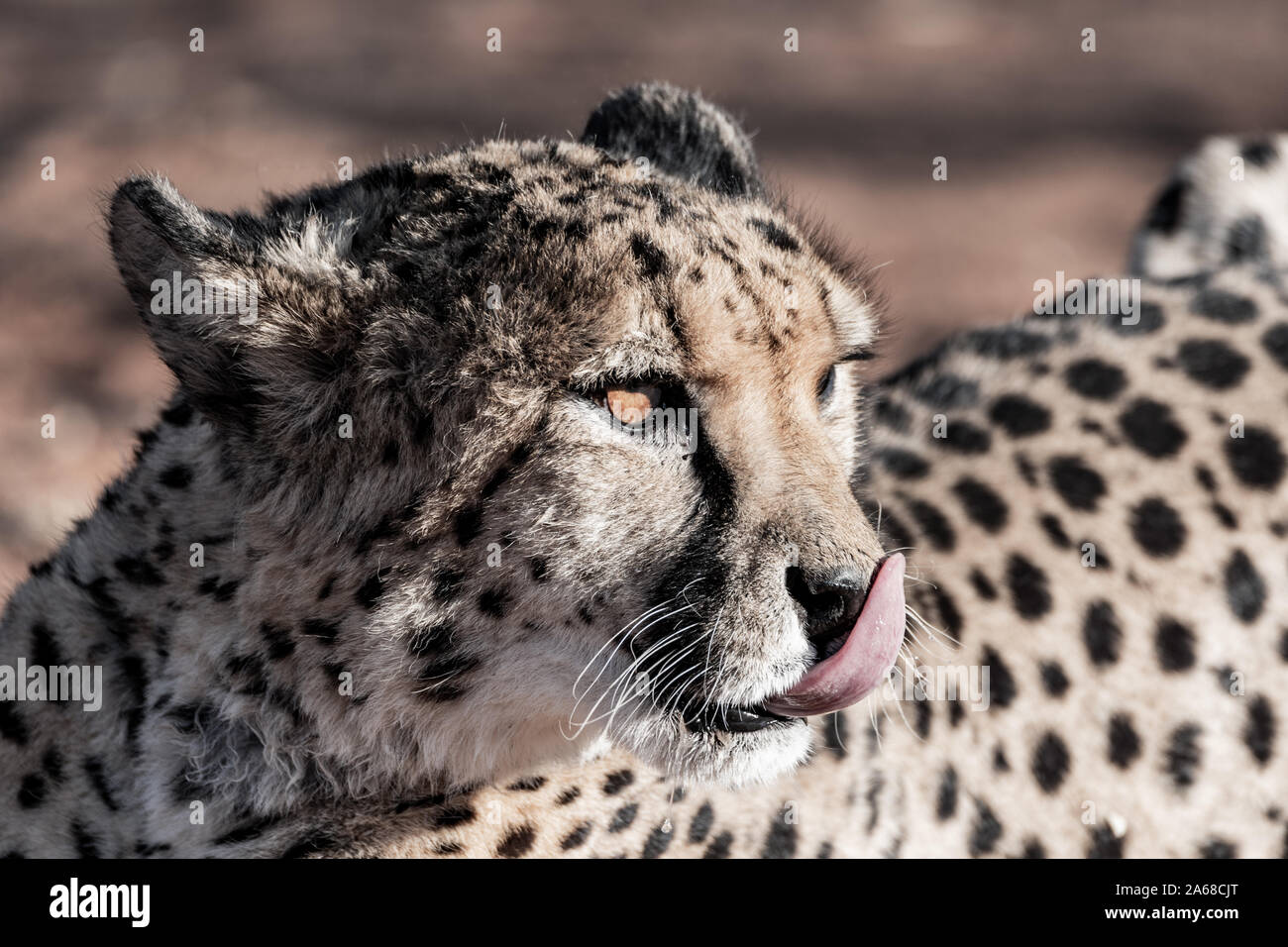 The famous cheetah of Namibia, africa Stock Photo - Alamy