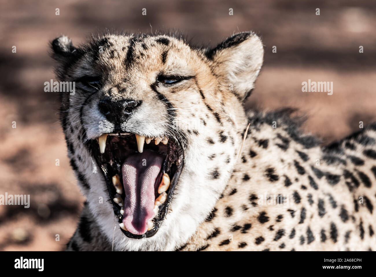 The famous cheetah of Namibia, africa Stock Photo - Alamy