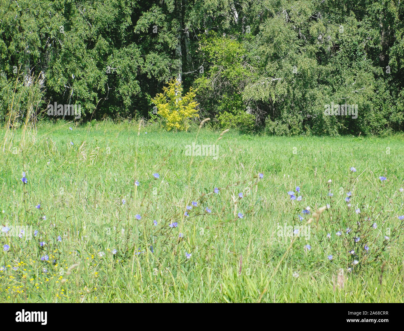 Green field with wild flowers and forest with tree background Stock ...