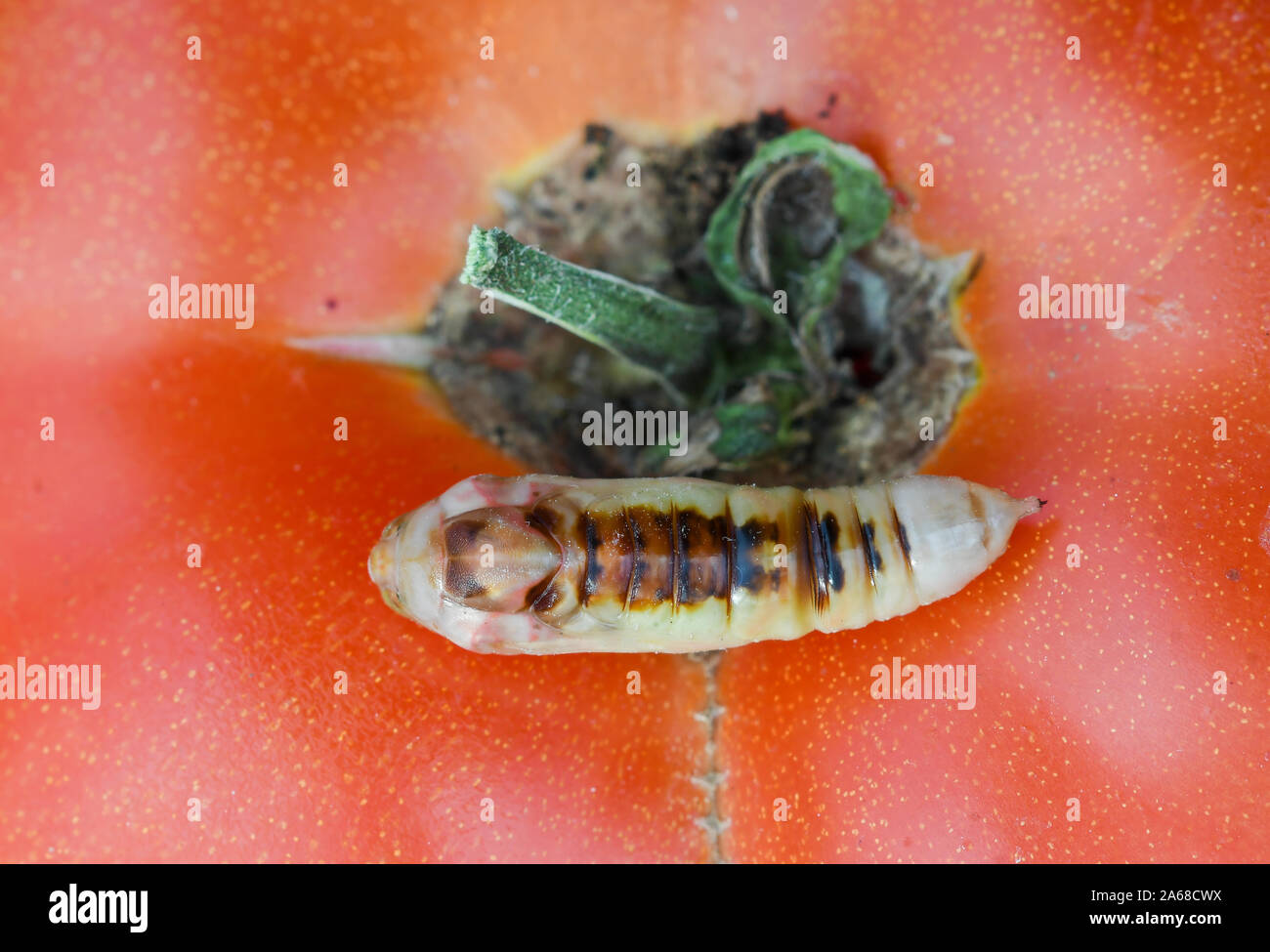 Looper hi-res stock photography and images - Alamy