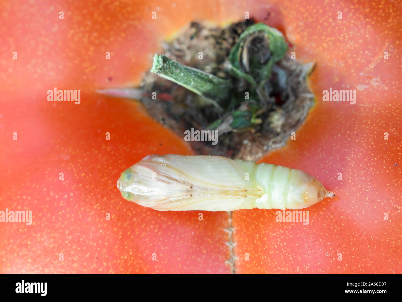 Looper hi-res stock photography and images - Alamy