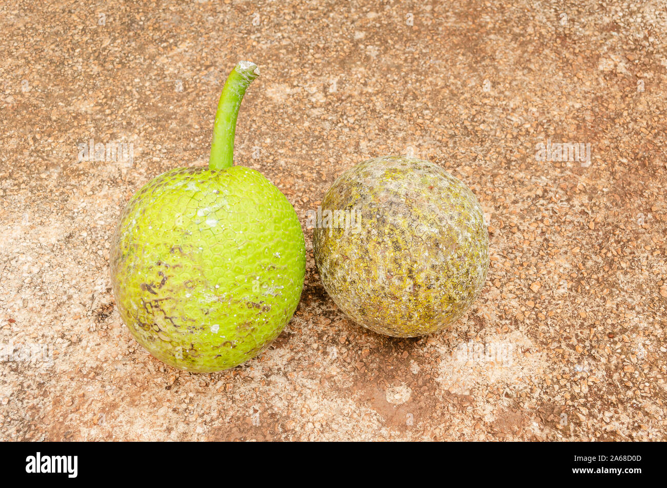 Ripe and Unripe Breadfruits Stock Photo - Alamy