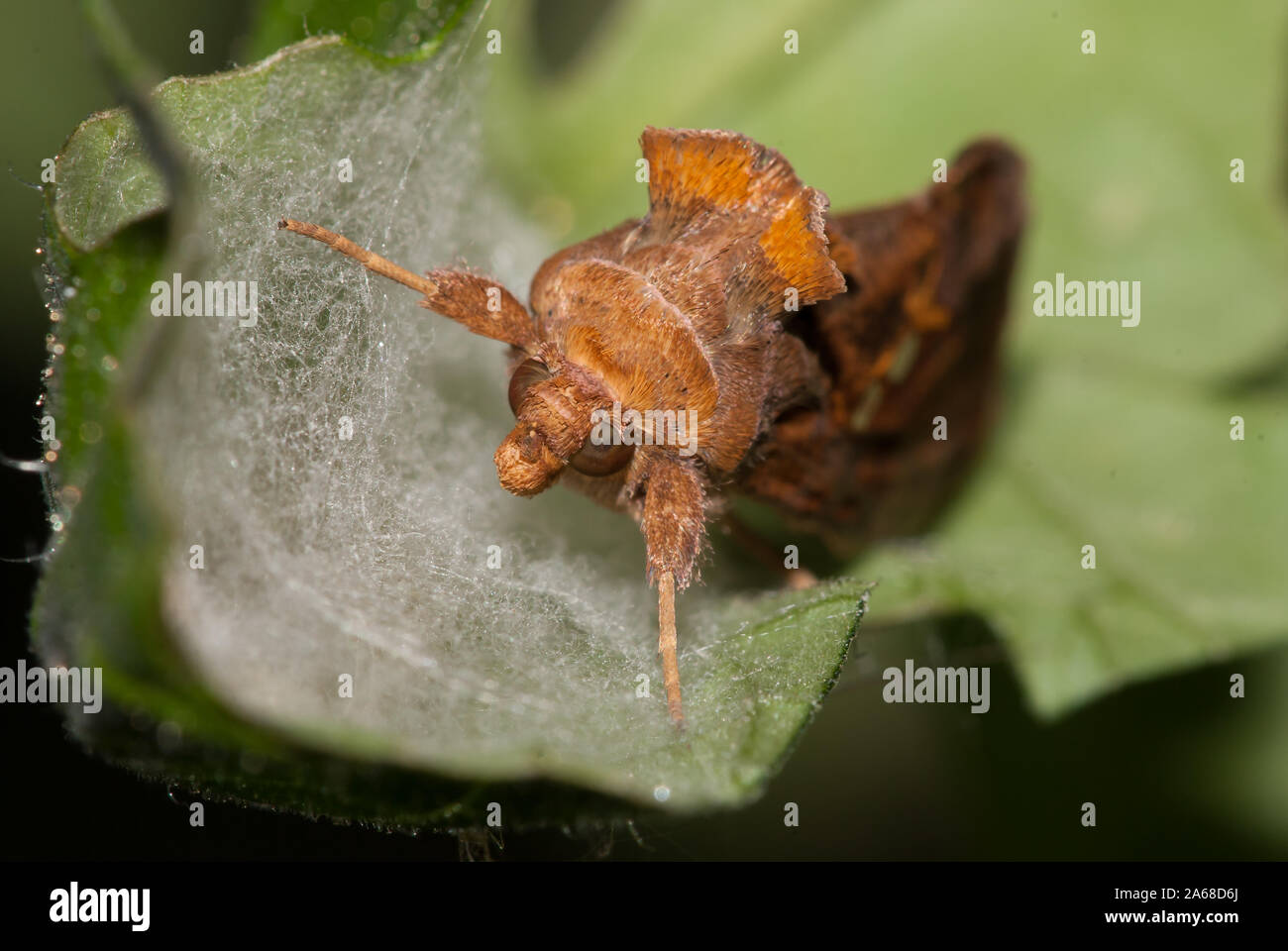 Tomato plague hi-res stock photography and images - Alamy