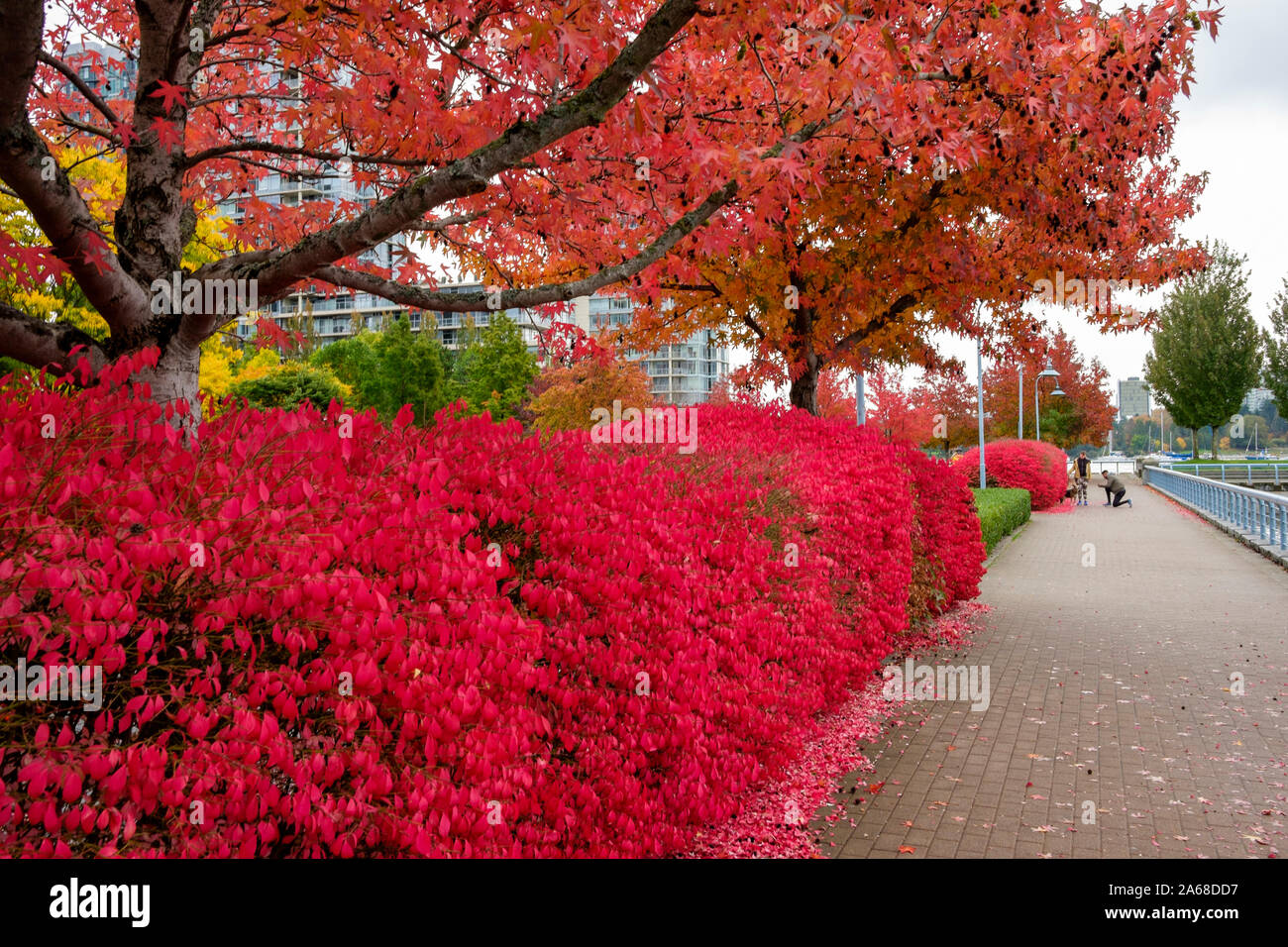 Colourful Autumn leaves in Vancouver, British Columbia, Canada Stock ...