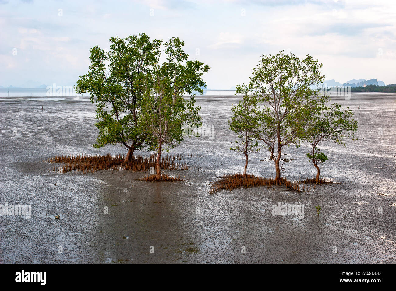Low Asian trees at low tide of the sea with grass under them. Water is ...
