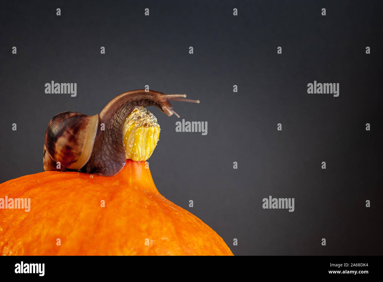 Elongated neck hi-res stock photography and images - Alamy