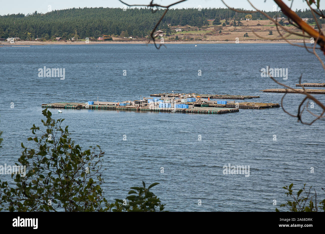 Penn Cove Washington a mussel farm with equipment for the shellfish ...