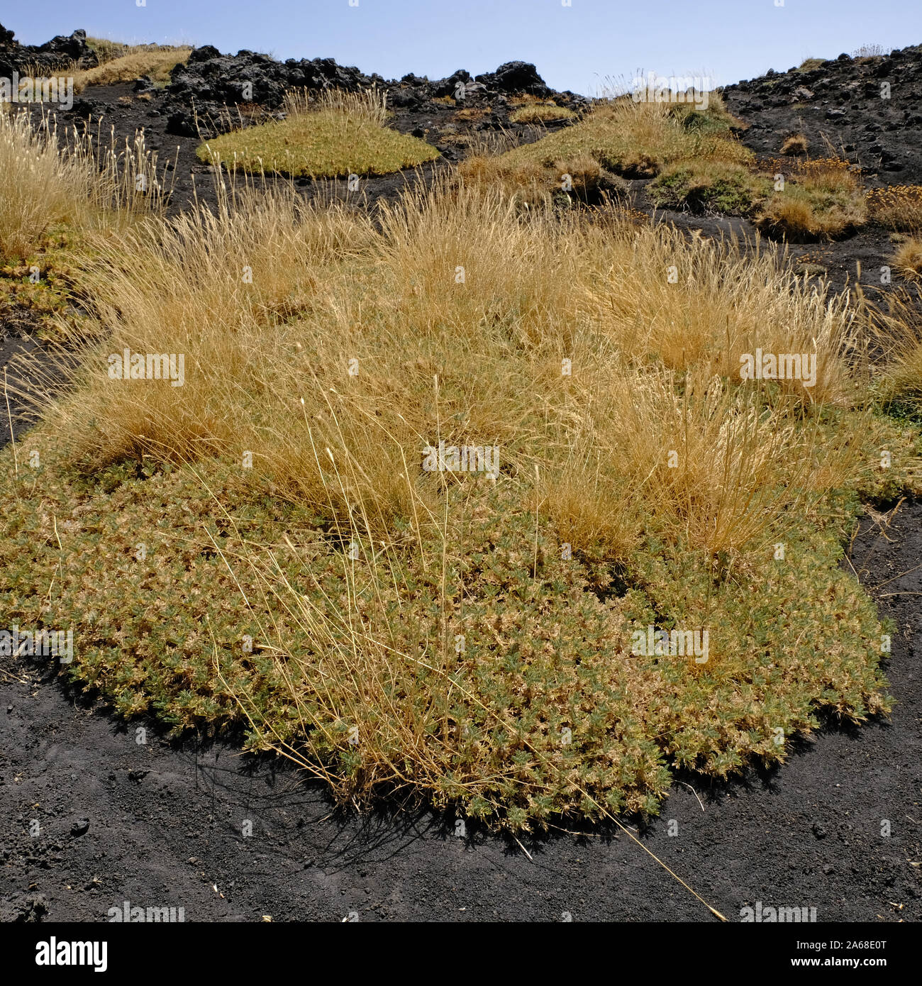 Dwarf Vegetation over lava landscape, Mount Etna (Volcano), Sicily ...