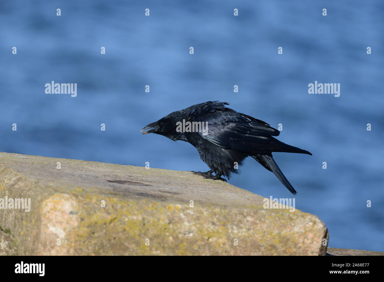 Conspiracy of ravens hi-res stock photography and images - Alamy