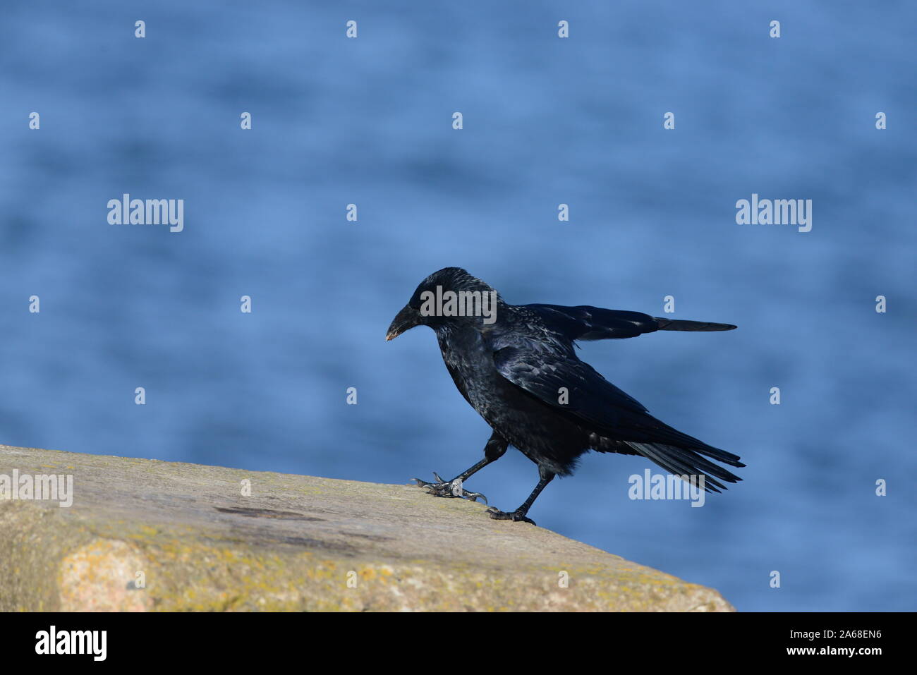 Raven calling hi-res stock photography and images - Alamy
