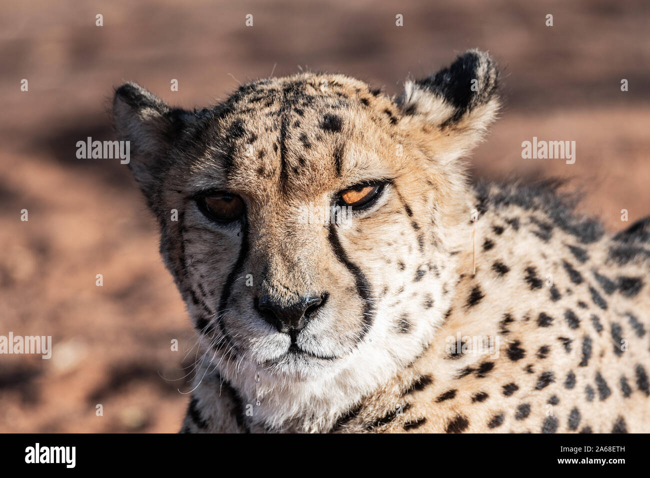 The famous cheetah of Namibia, africa Stock Photo - Alamy