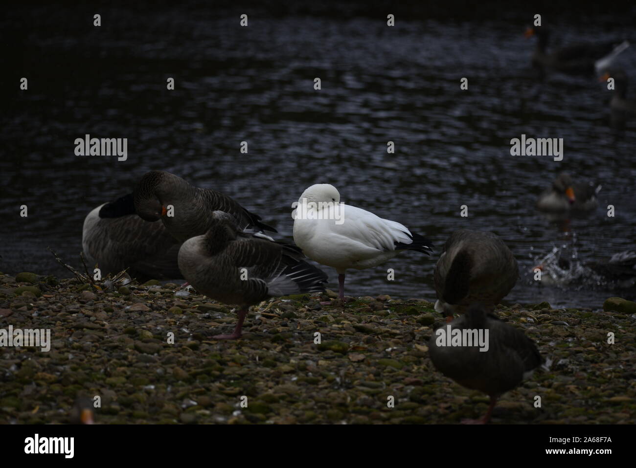 Injured goose injured bird hi-res stock photography and images - Alamy