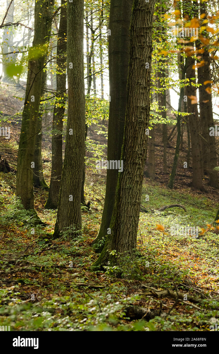 Autumn season colours in the forest in Germany Stock Photo - Alamy