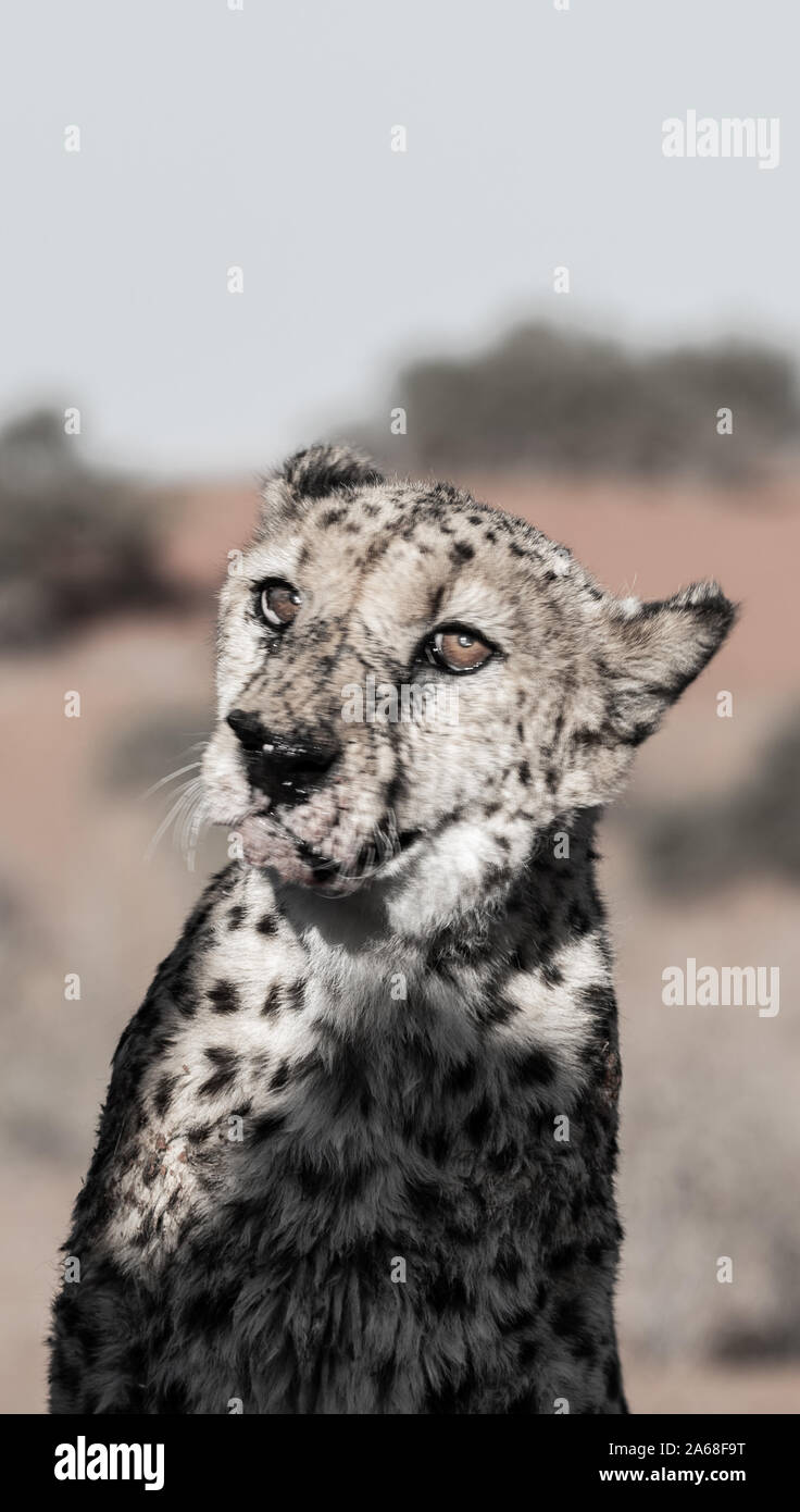 The famous cheetah of Namibia, africa Stock Photo - Alamy