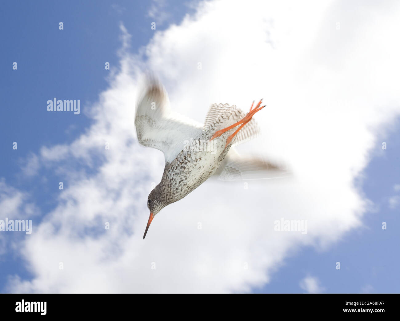Redshank in flight, Iceland Stock Photo - Alamy