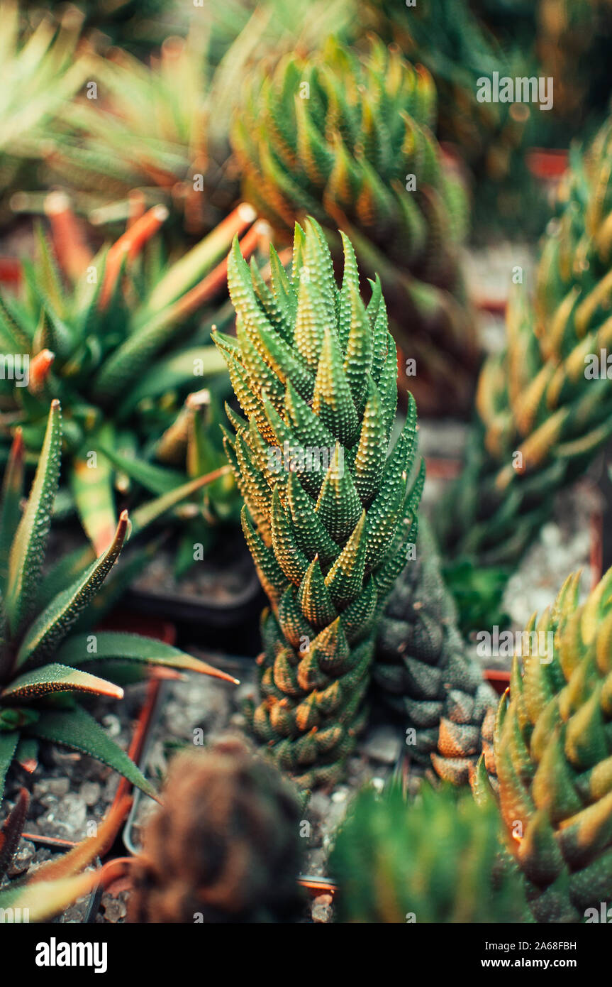 Genus aloe hi-res stock photography and images - Alamy