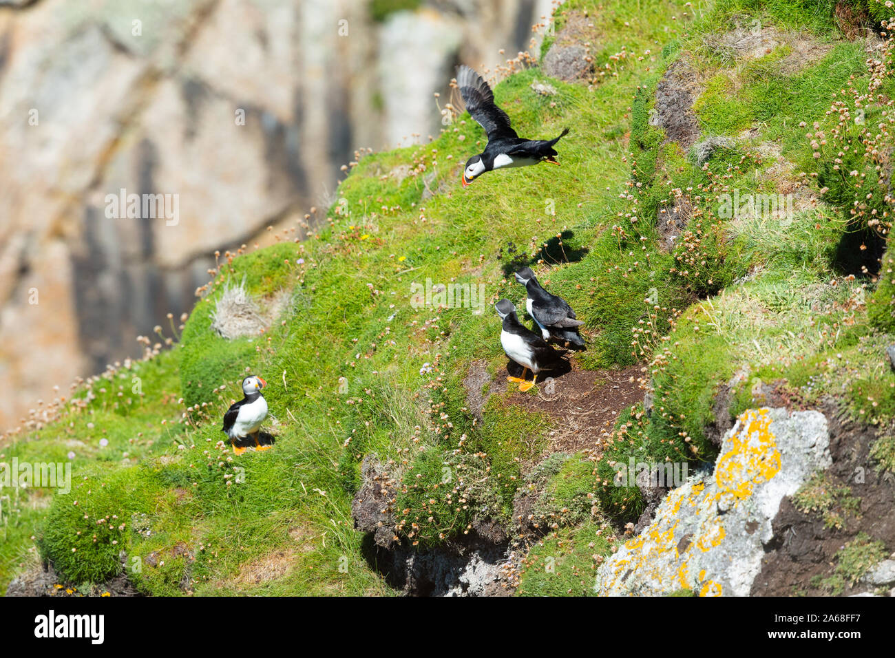A puffin leaves the slopes of Lundy Island, in the Bristol Channel ...