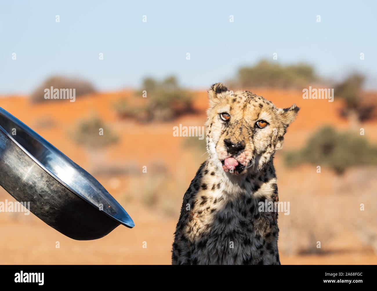 The famous cheetah of Namibia, africa Stock Photo - Alamy