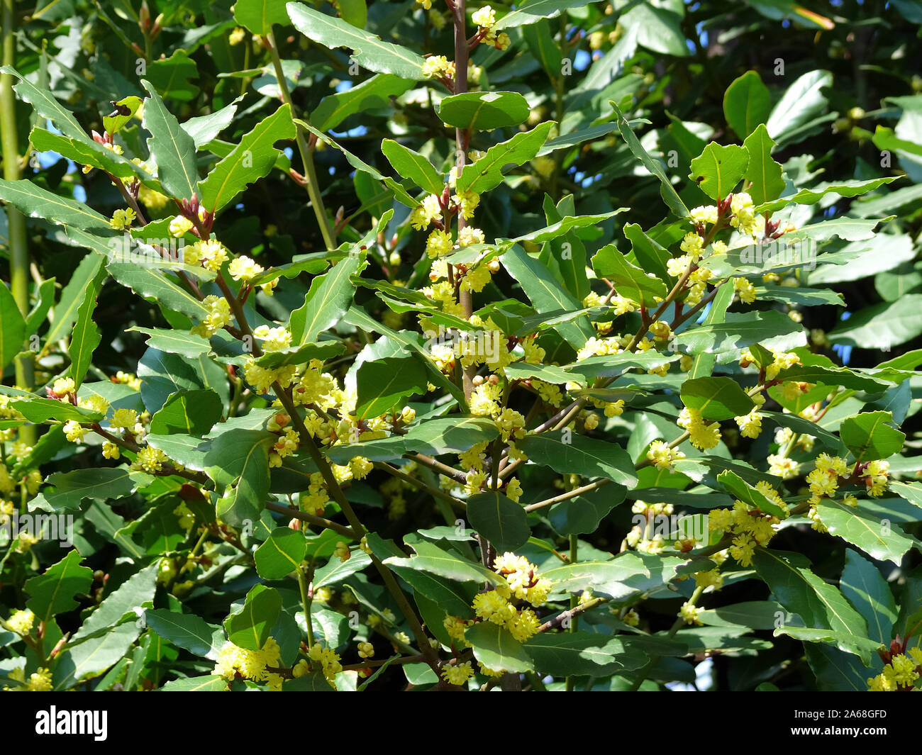 bay tree, bay laurel, sweet bay, true laurel, Grecian laurel, laurel ...