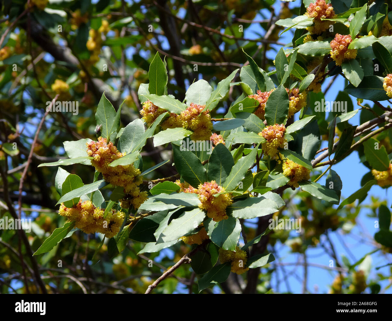 bay tree, bay laurel, sweet bay, true laurel, Grecian laurel, laurel ...