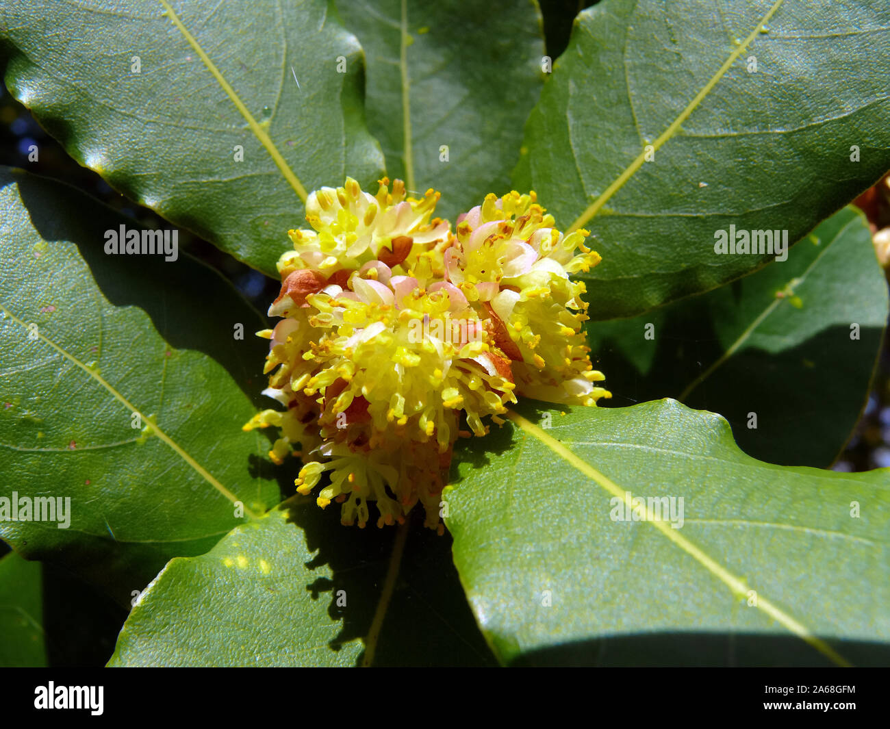 Lorbeer hi-res stock photography and images - Alamy