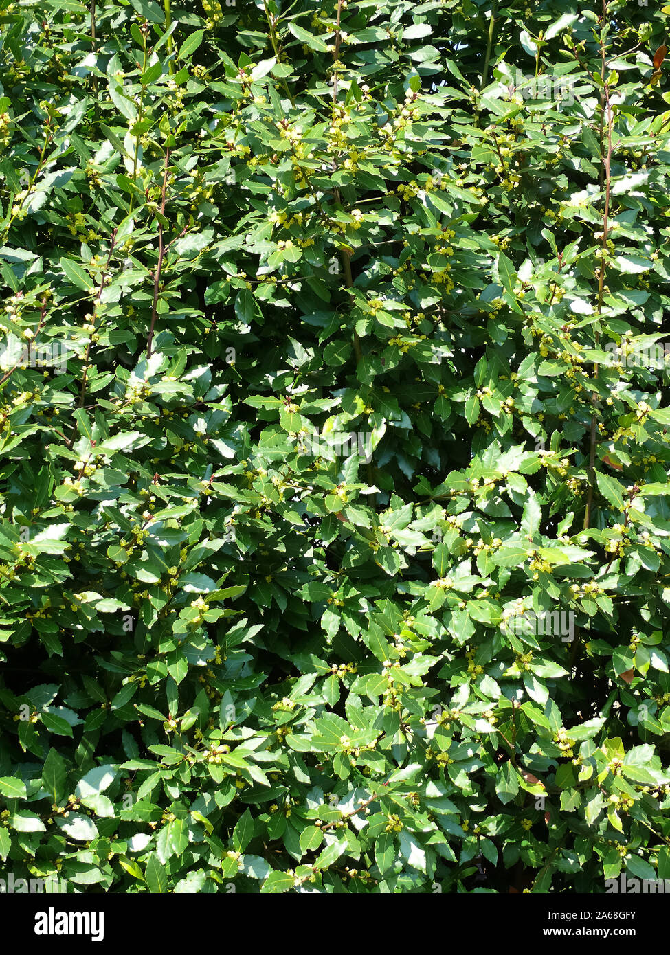 True laurel tree hi-res stock photography and images - Alamy