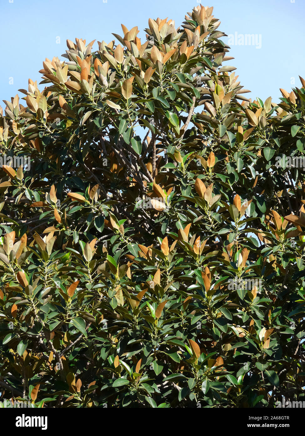 rubber fig, rubber bush, rubber tree, rubber plant, Gummibaum oder ...