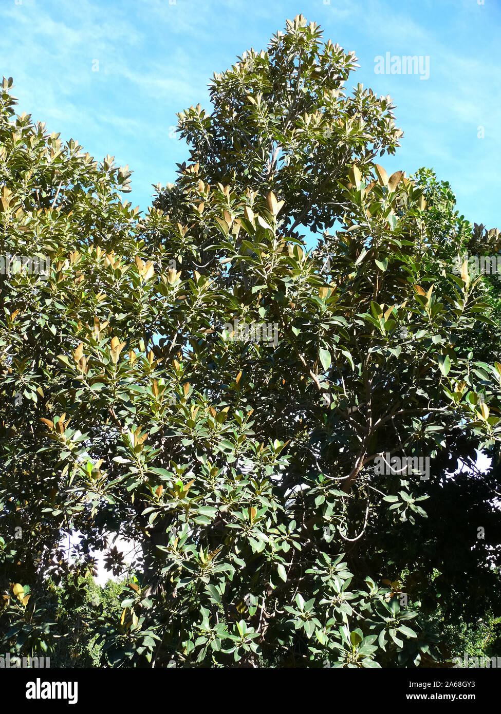 rubber fig, rubber bush, rubber tree, rubber plant, Gummibaum oder ...