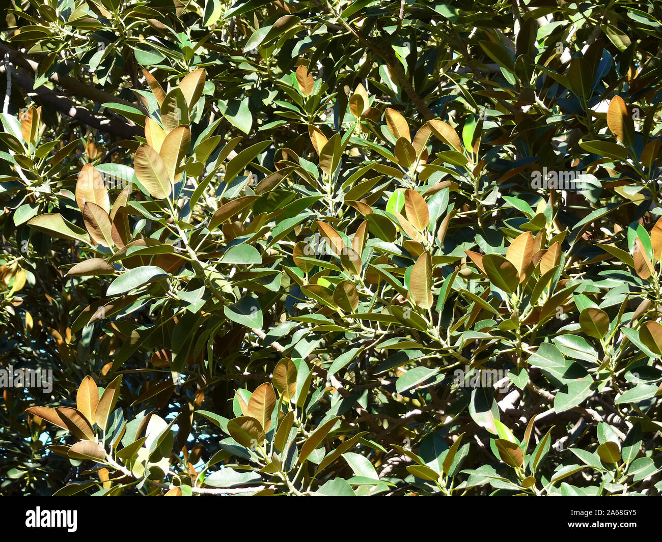 rubber fig, rubber bush, rubber tree, rubber plant, Gummibaum oder ...