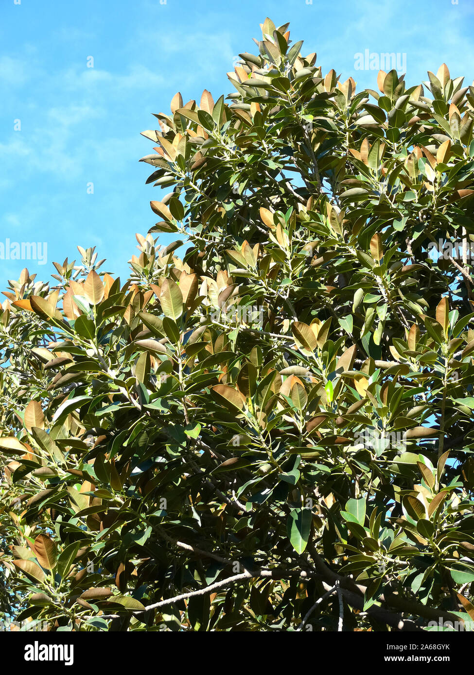 rubber fig, rubber bush, rubber tree, rubber plant, Gummibaum oder ...