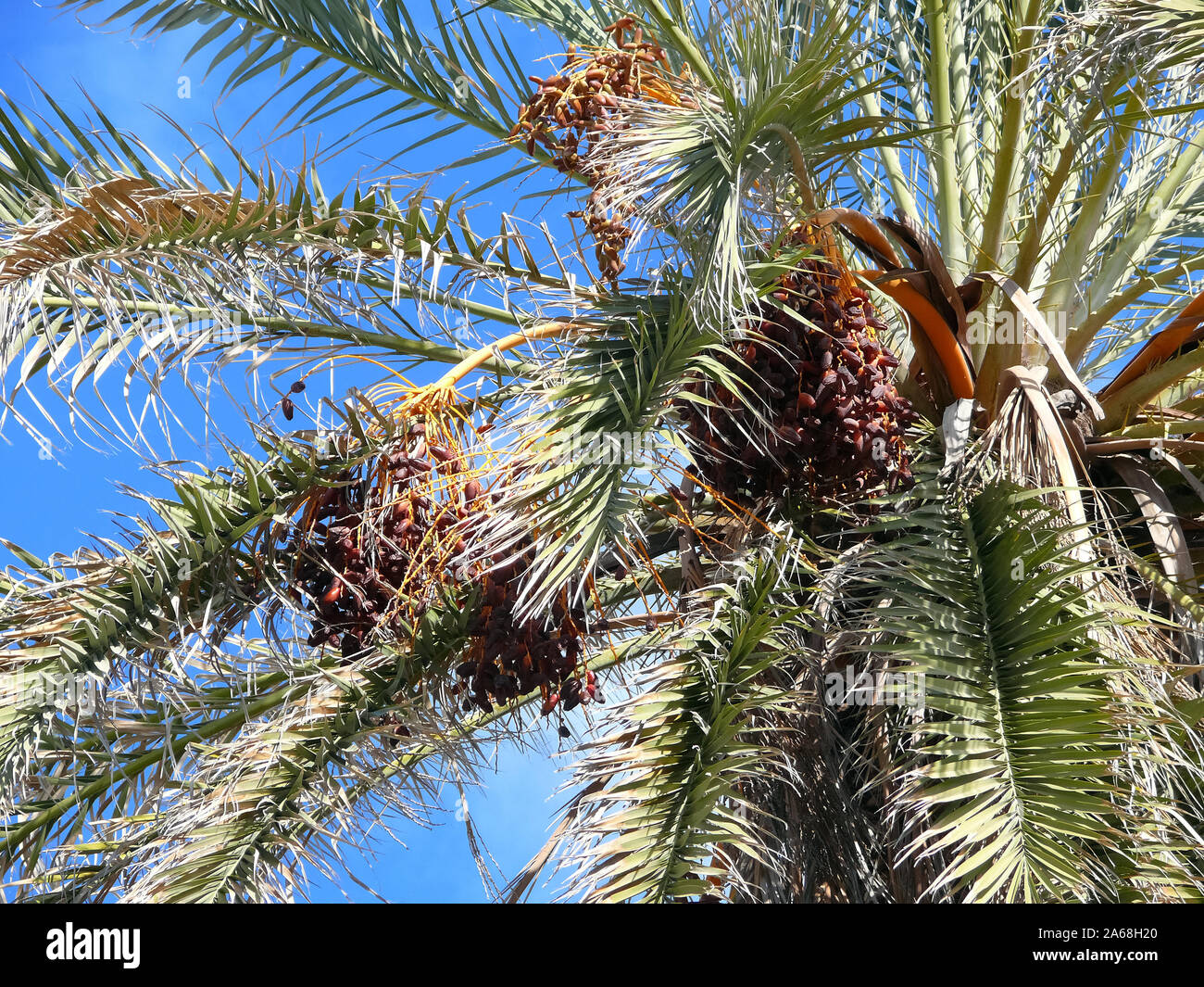 date or date palm, Echte Dattelpalme, Datteln, Phoenix dactylifera ...