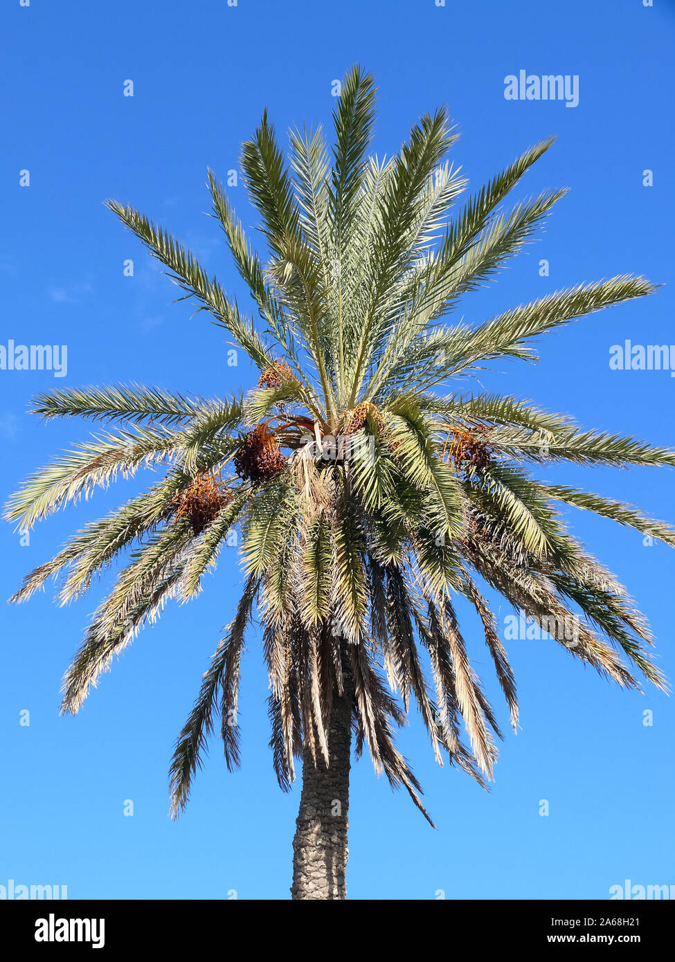 date or date palm, Echte Dattelpalme, Datteln, Phoenix dactylifera ...