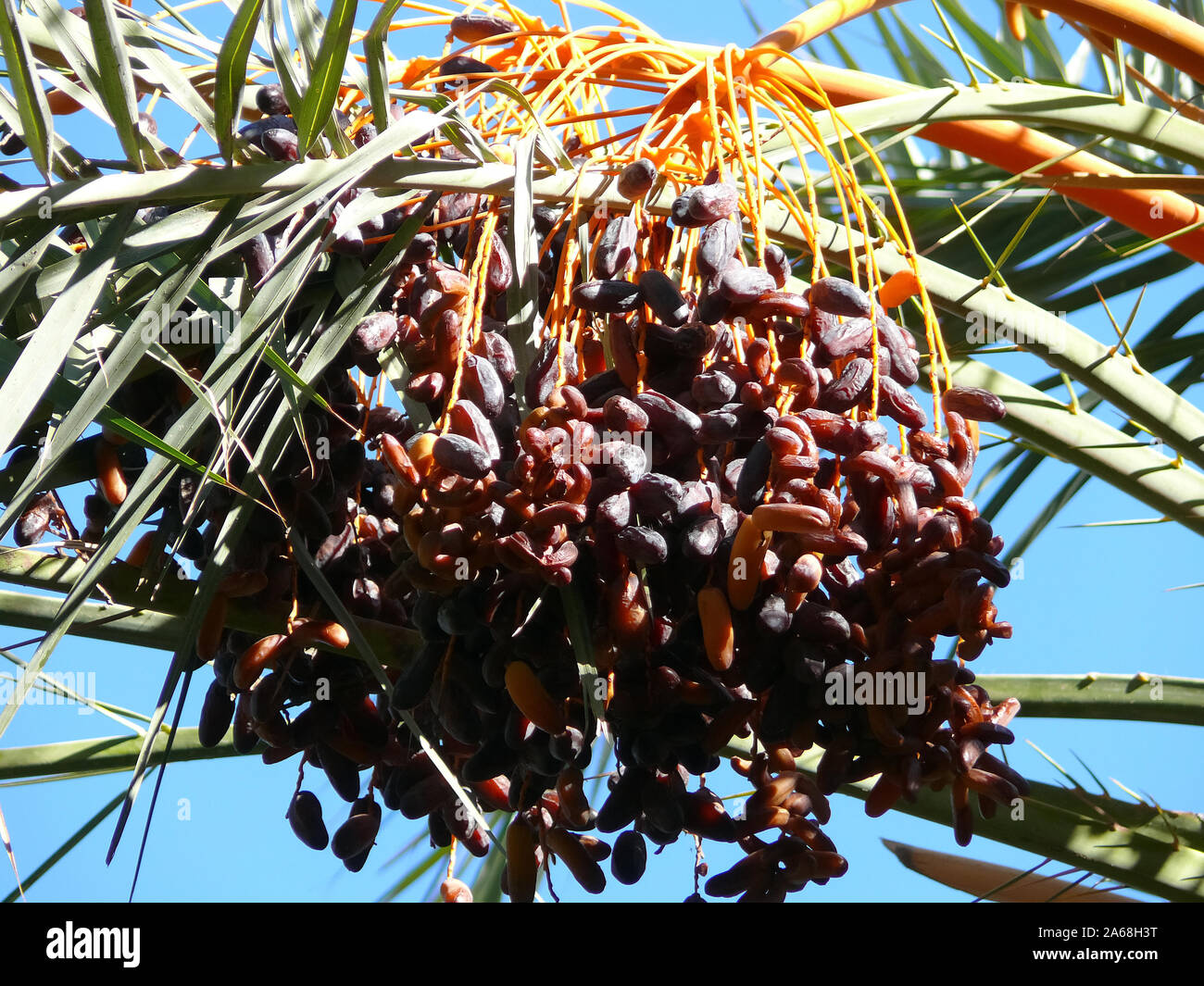 date or date palm, Echte Dattelpalme, Datteln, Phoenix dactylifera ...