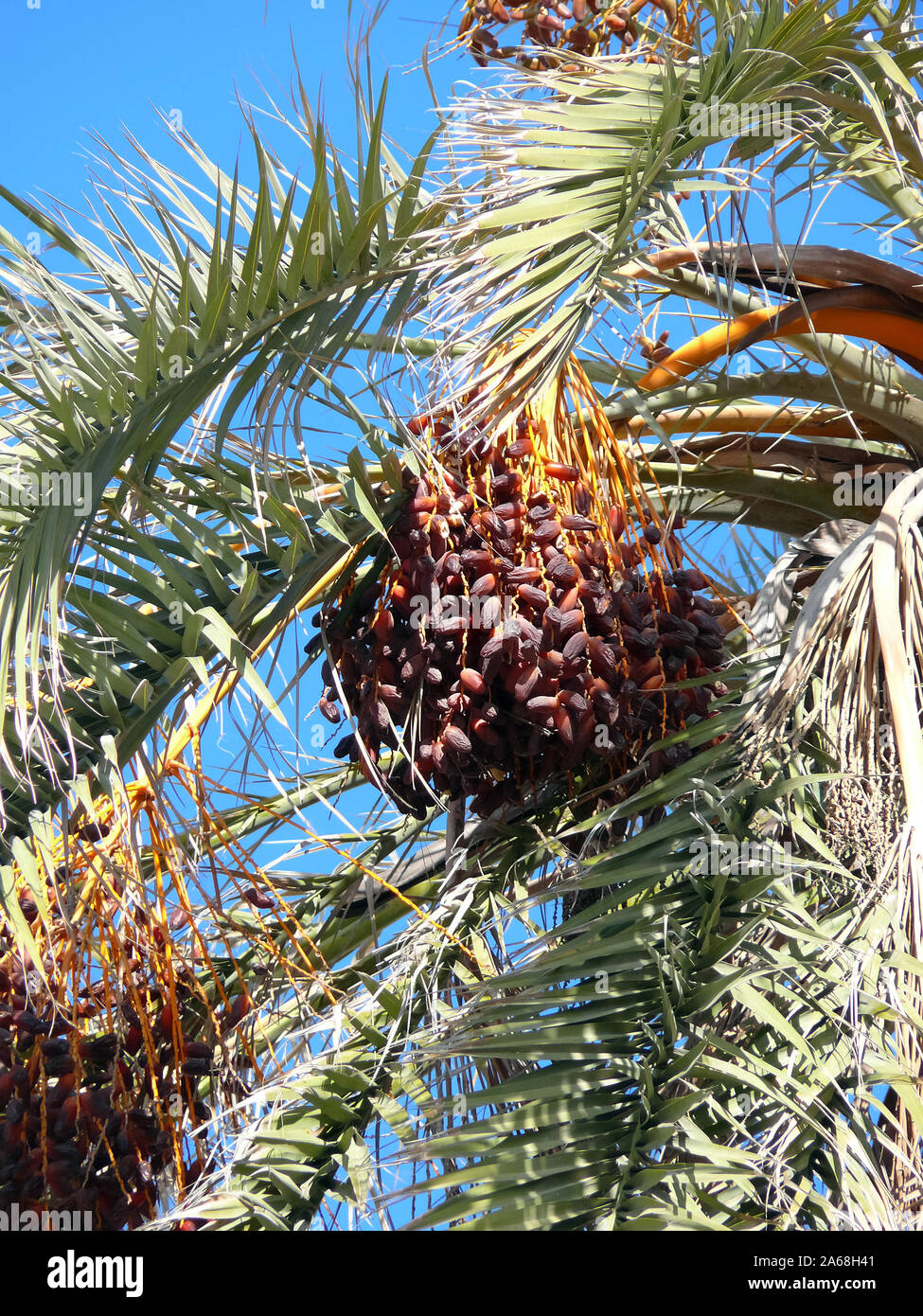 date or date palm, Echte Dattelpalme, Datteln, Phoenix dactylifera ...