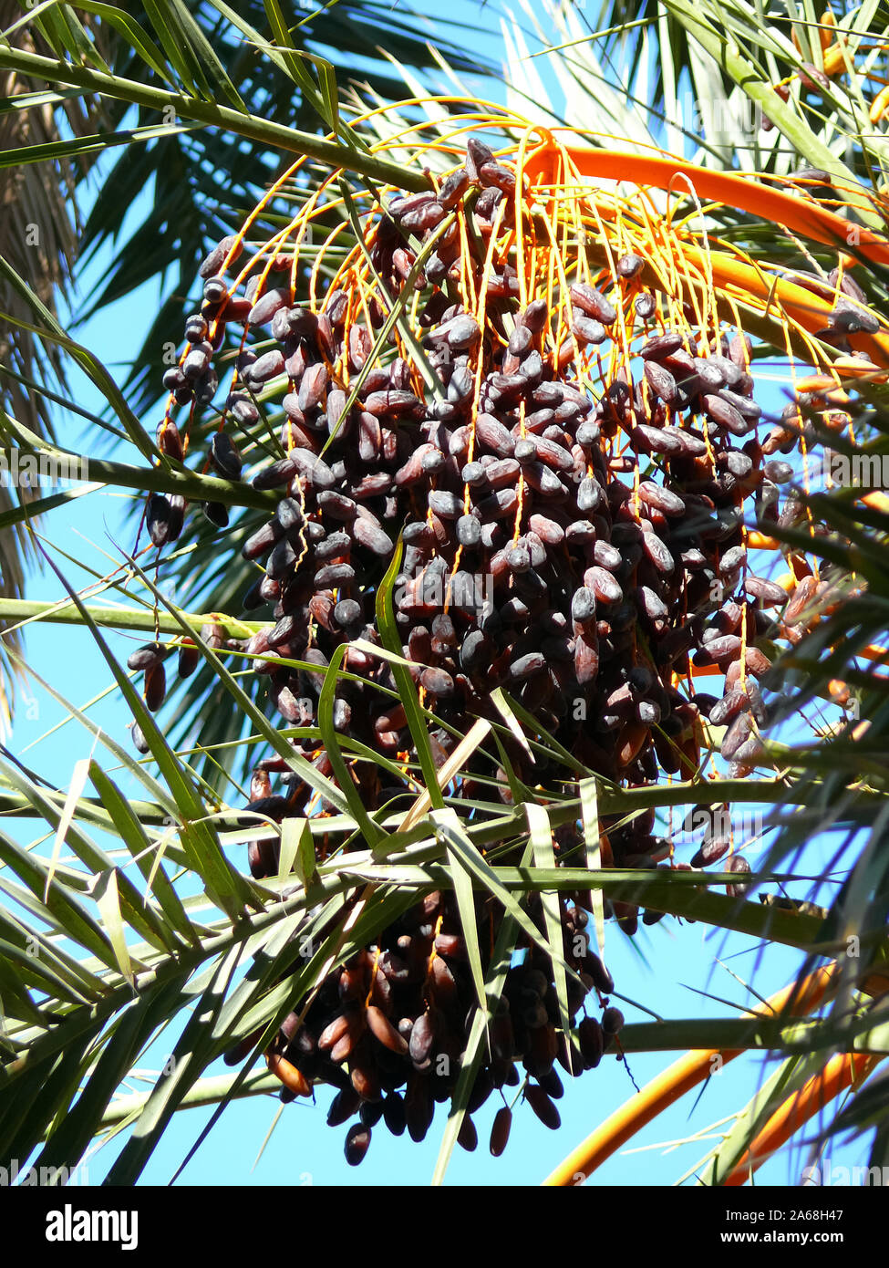 date or date palm, Echte Dattelpalme, Datteln, Phoenix dactylifera ...