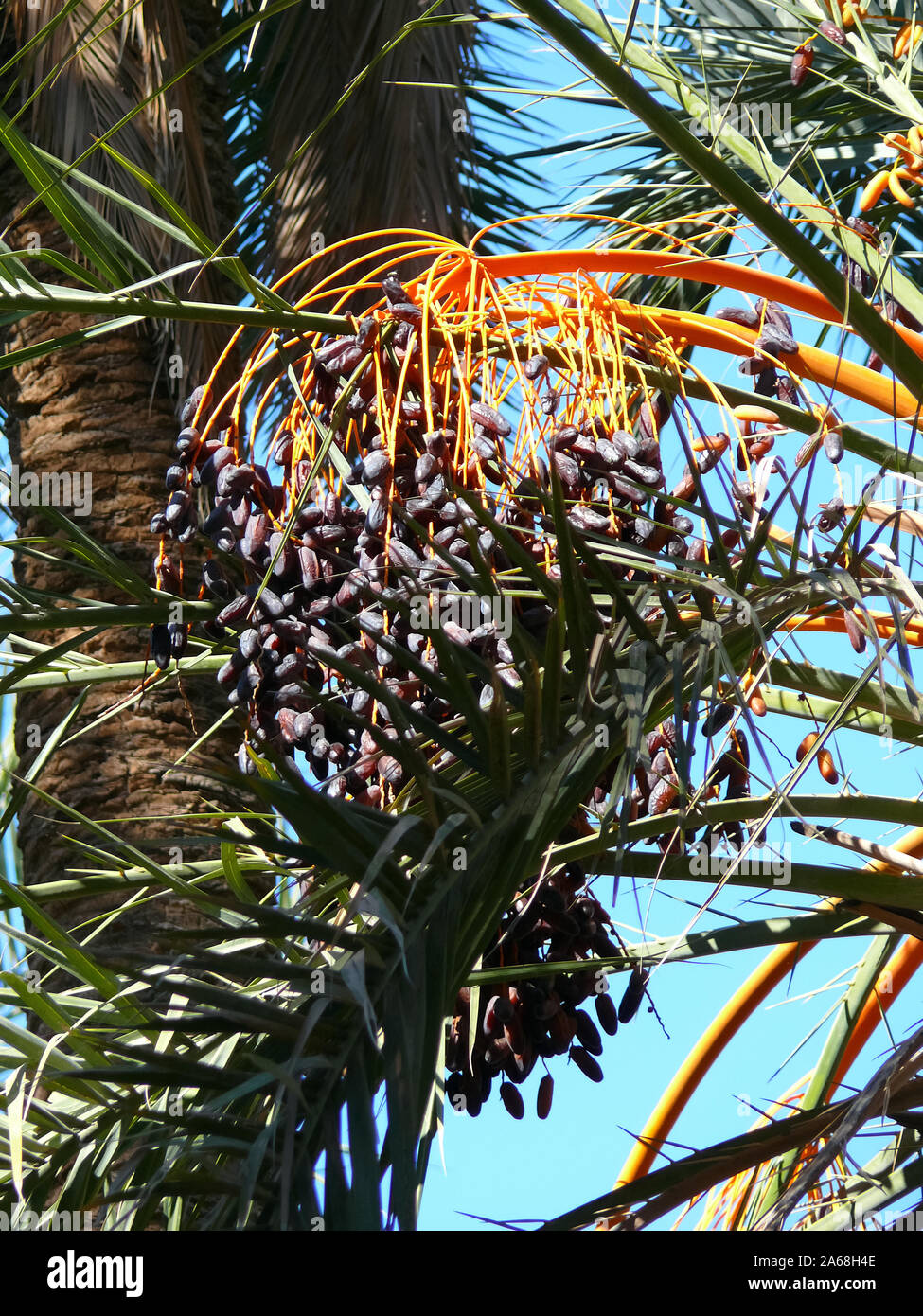 date or date palm, Echte Dattelpalme, Datteln, Phoenix dactylifera ...