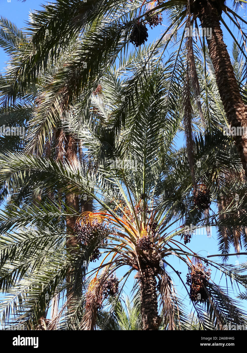 date or date palm, Echte Dattelpalme, Datteln, Phoenix dactylifera ...