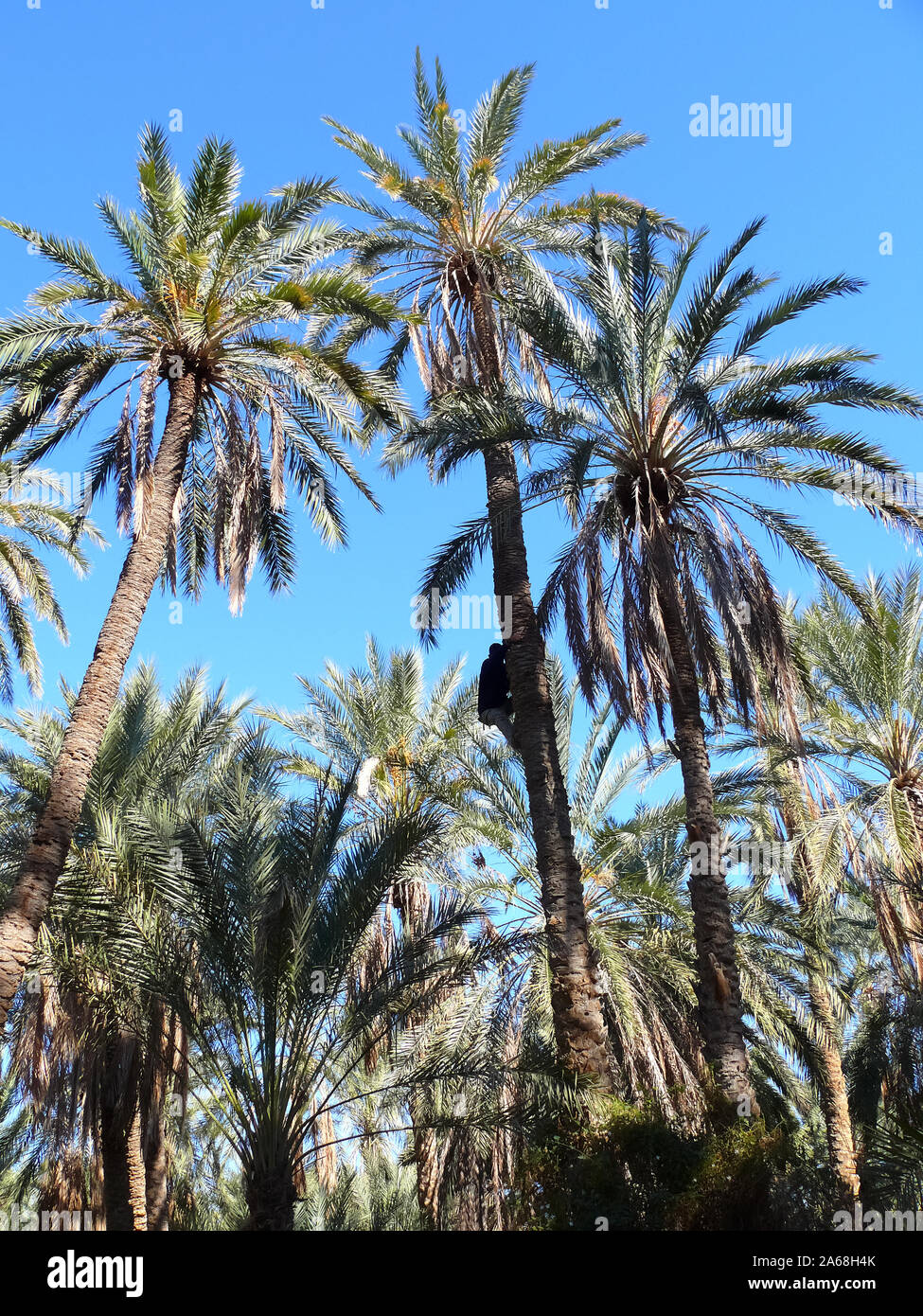 date or date palm, Echte Dattelpalme, Datteln, Phoenix dactylifera ...