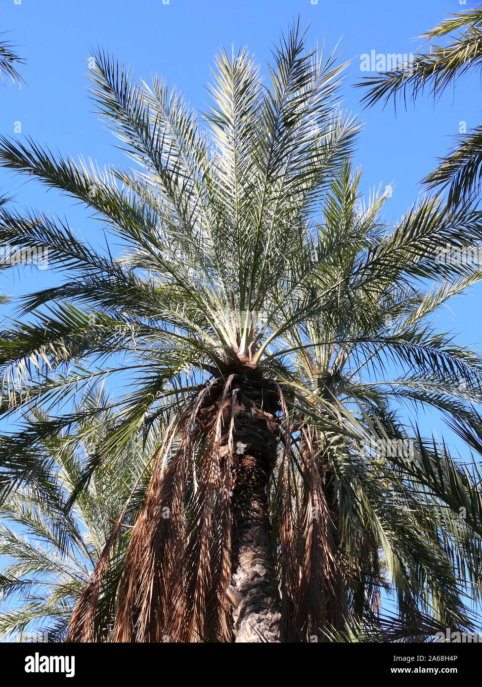 date or date palm, Echte Dattelpalme, Datteln, Phoenix dactylifera ...