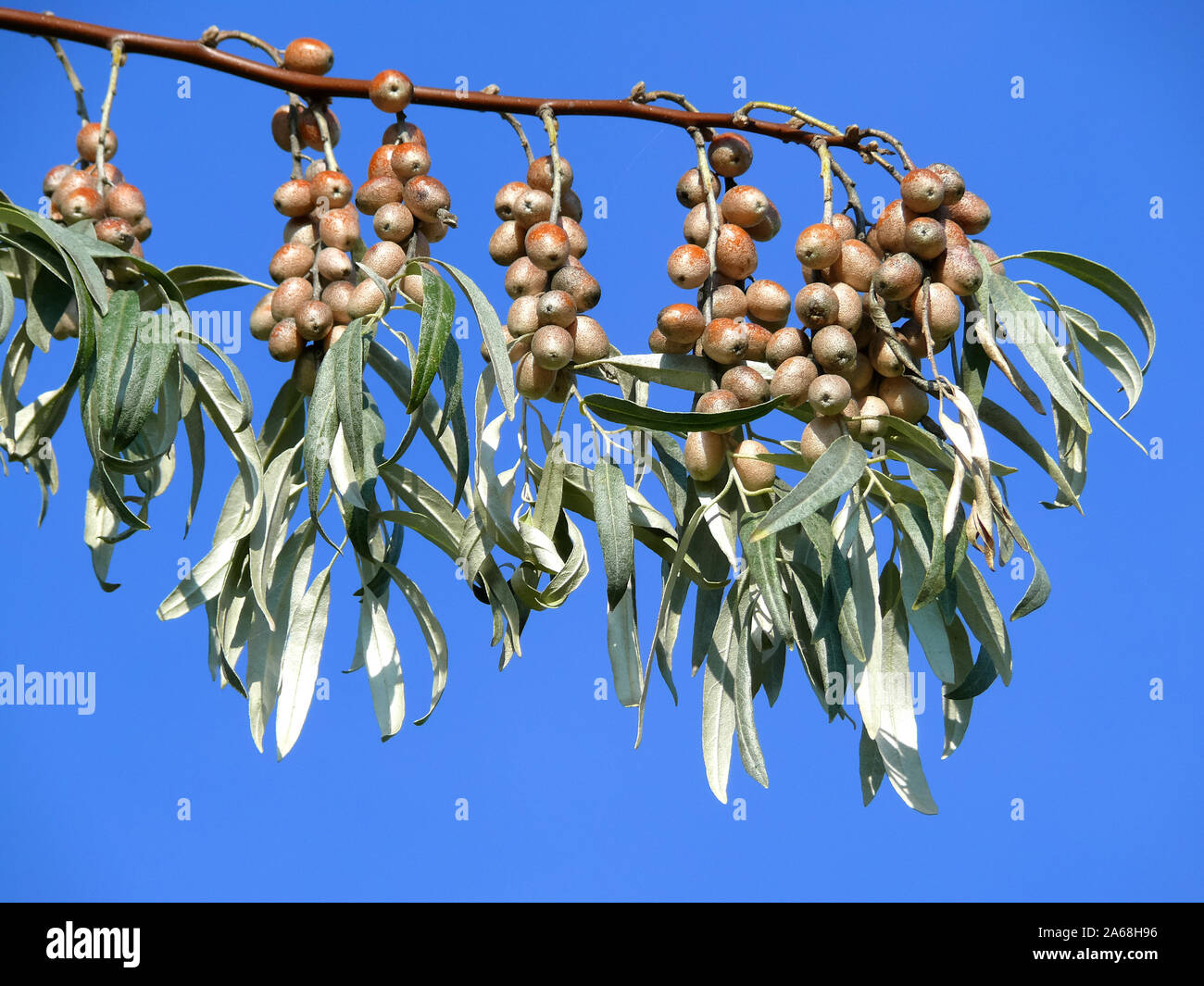 Russian olive, silver berry, oleaster, Persian olive, wild olive ...