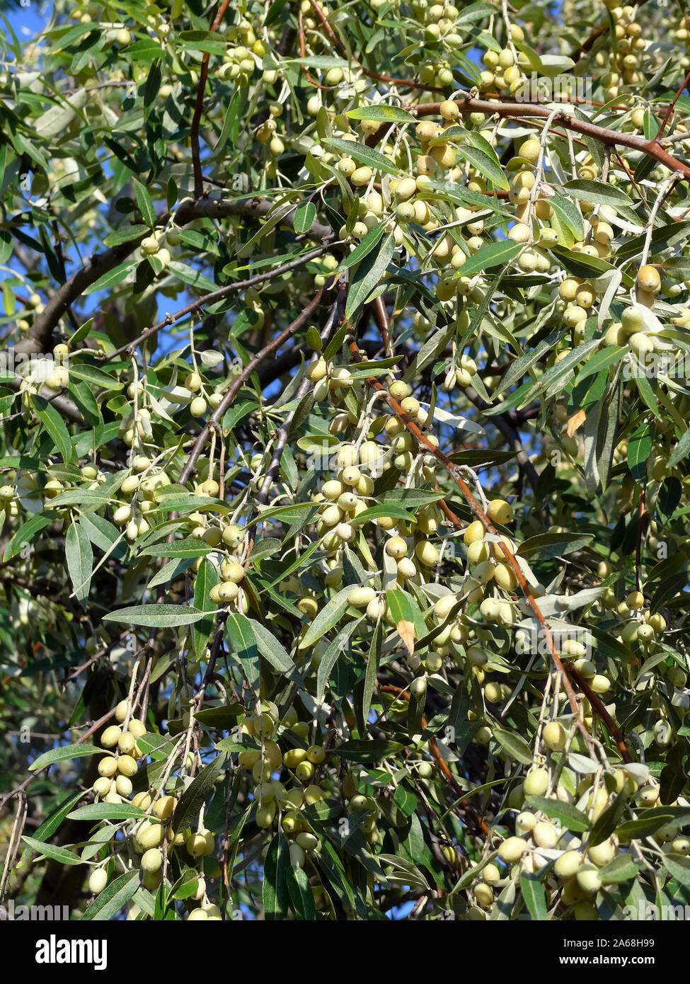 Russian olive, silver berry, oleaster, Persian olive, wild olive ...