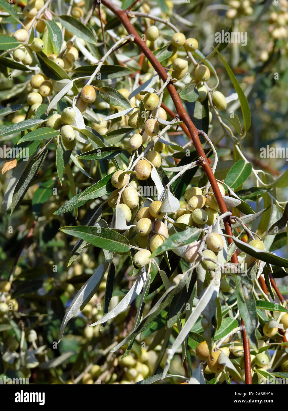 Russian olive, silver berry, oleaster, Persian olive, wild olive ...