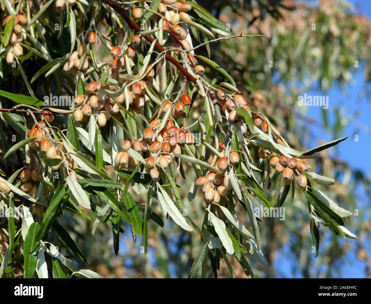 Russian olive, silver berry, oleaster, Persian olive, wild olive ...