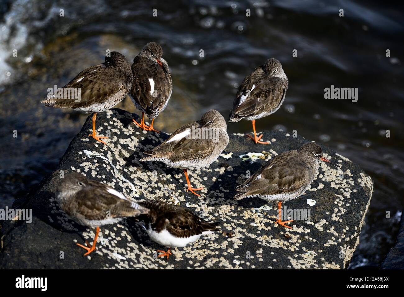 Mollusc eater hi-res stock photography and images - Alamy