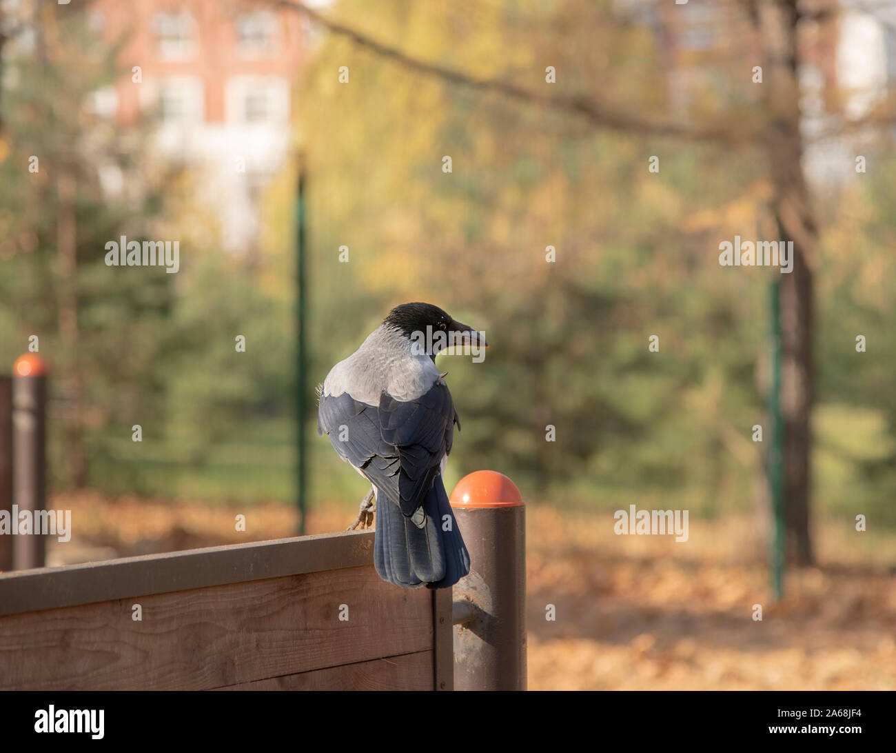 Cheeky crow hi-res stock photography and images - Alamy